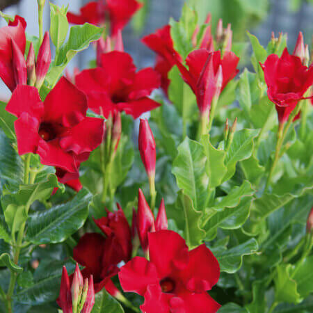 Mandevilla Sorte: Colibri Red Velvet | Mandevilla / Dipladenia